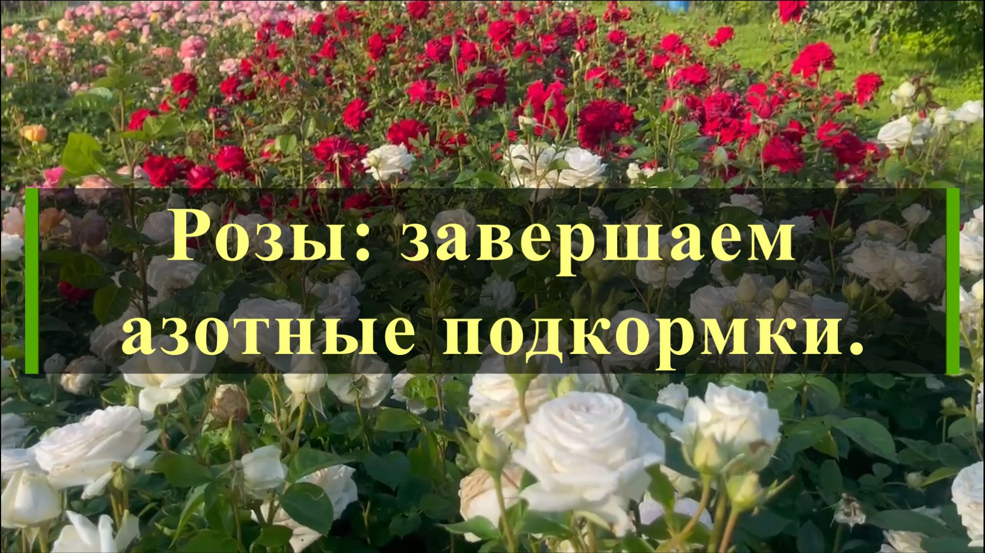 Кормление и обработка роз