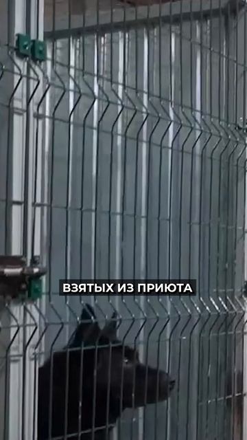 📍Налоговый вычет уменьшит число животных в приютах #новости