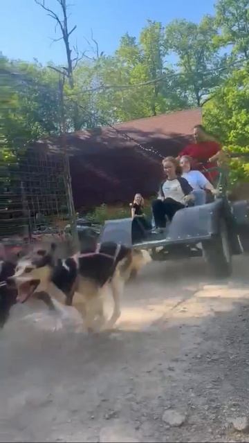 Наши собаки