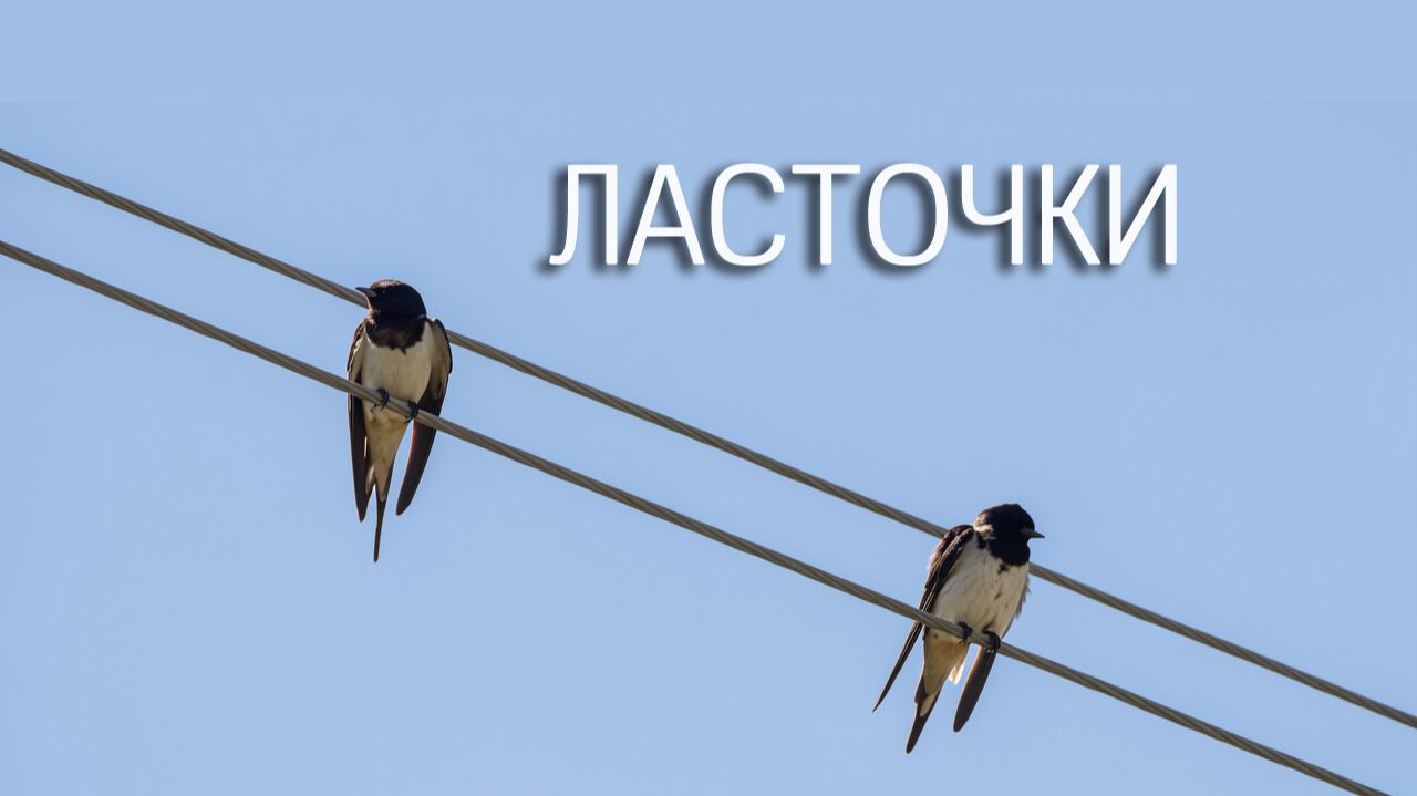 Ласточки. Звук (голос) пение ласточек. Птицы России.