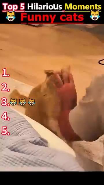 Эти коты тебя разыграют 😂 Топ-5 угарных моментов с пушистыми 🐱 2026