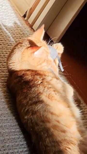 Коты