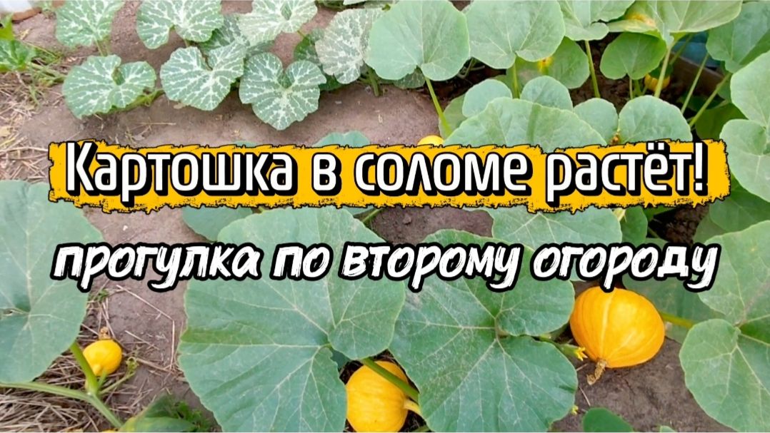 Картошка в соломе растёт! Прогулка по второму огороду.