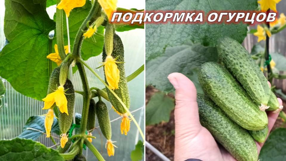 Огурцы выращивание