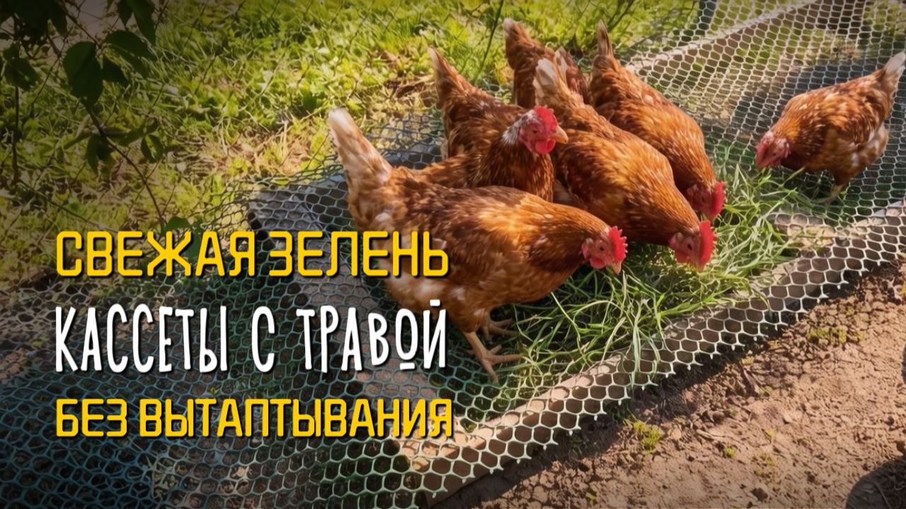 Кассеты с ТРАВОЙ для КУР: как я озеленил выгул 🌱🐔