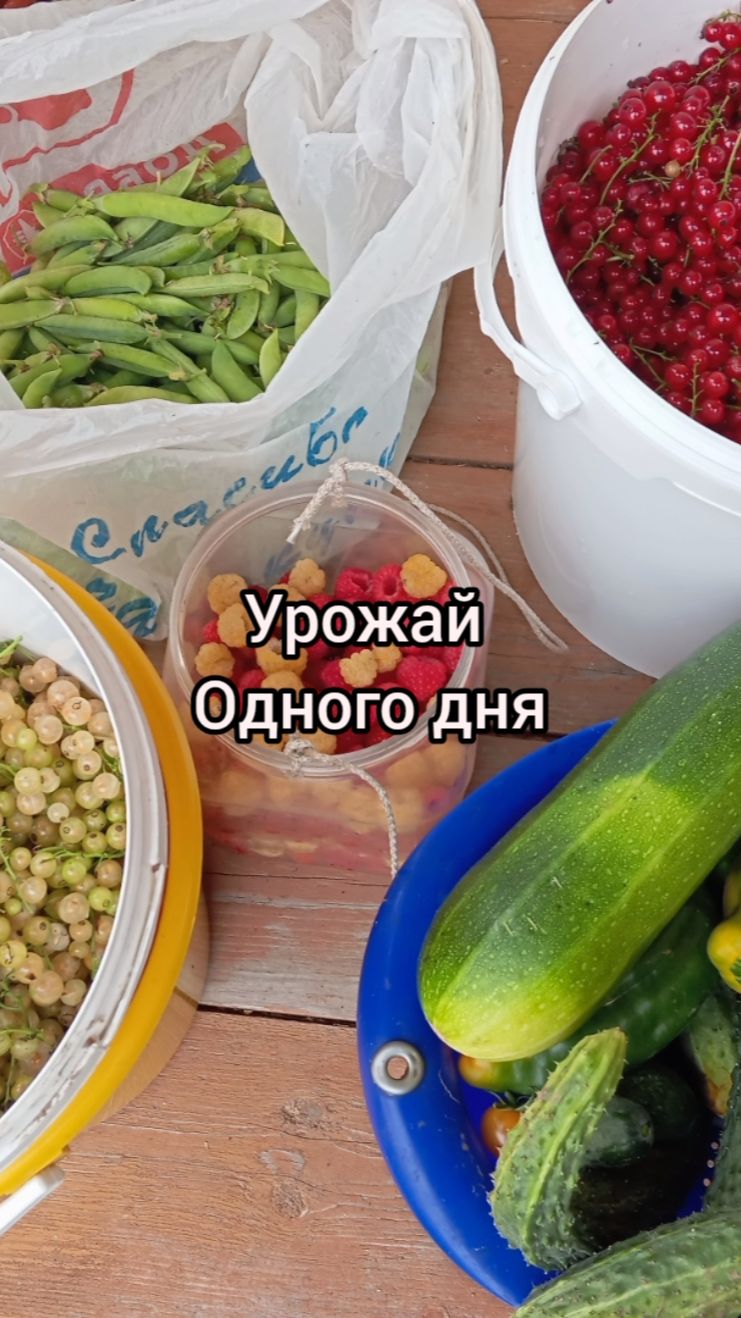 Три минуты в Саду.16.07.26г