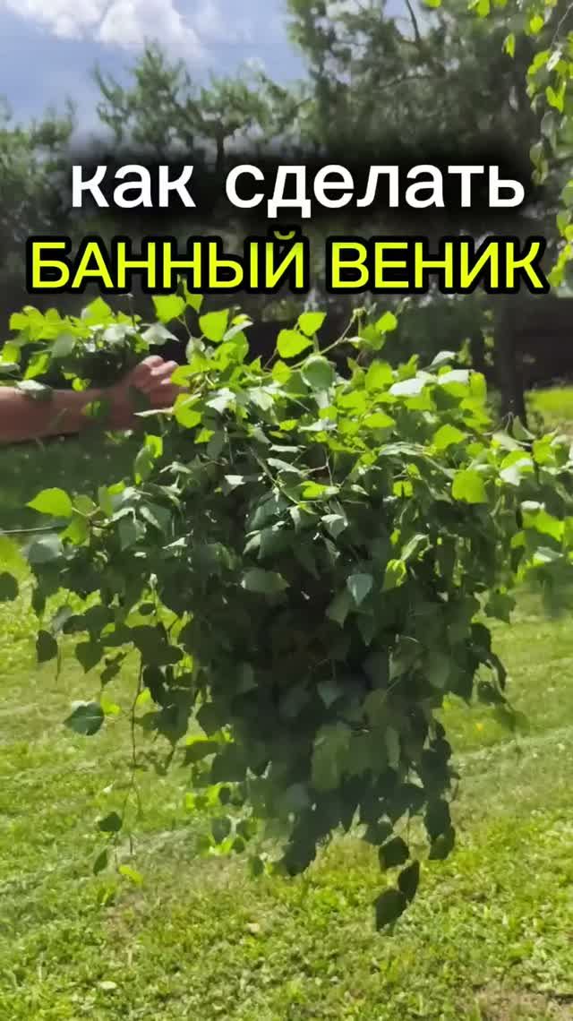 Делаю березовый веник: от ветки до готового «инструмента» для парной 🌿
