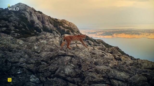 Побережье Хорватии- Бескрайнее и дикое - Croatias Coast - Endless and Wild (2025)