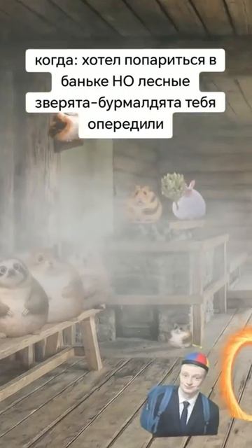 Котость
