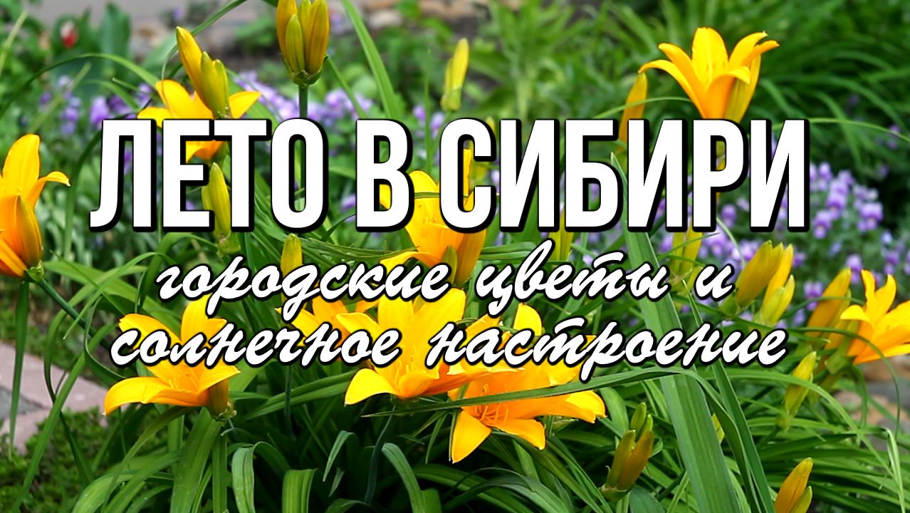 Сибирское лето - городские цветы и солнечное настроение
