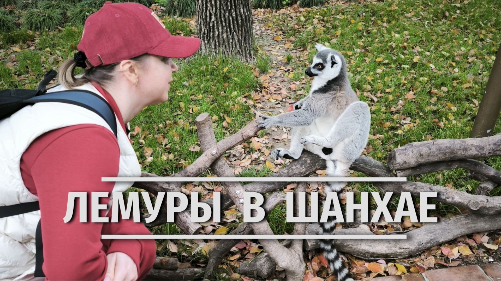 Контактируем с лемурами в Wild Animal Park Шанхай