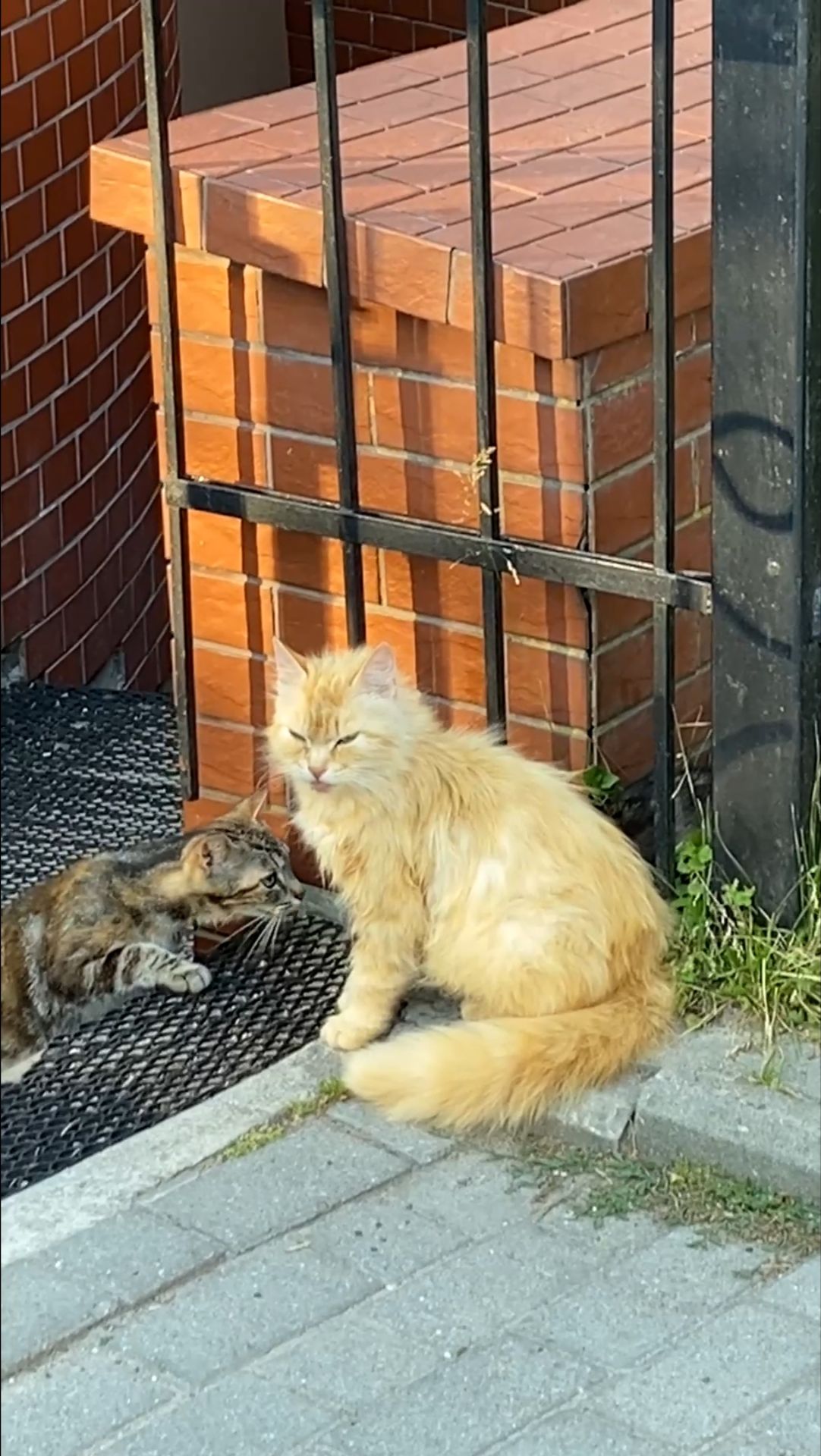 Коты