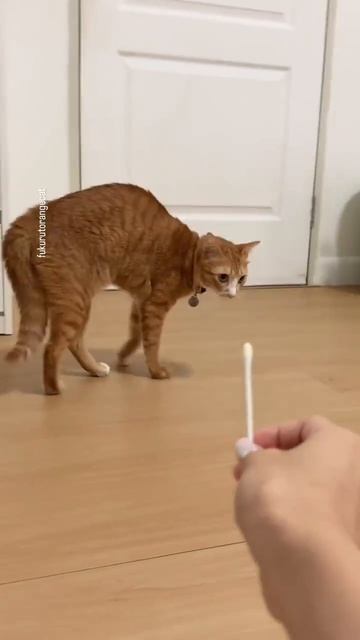 😼😼👺
