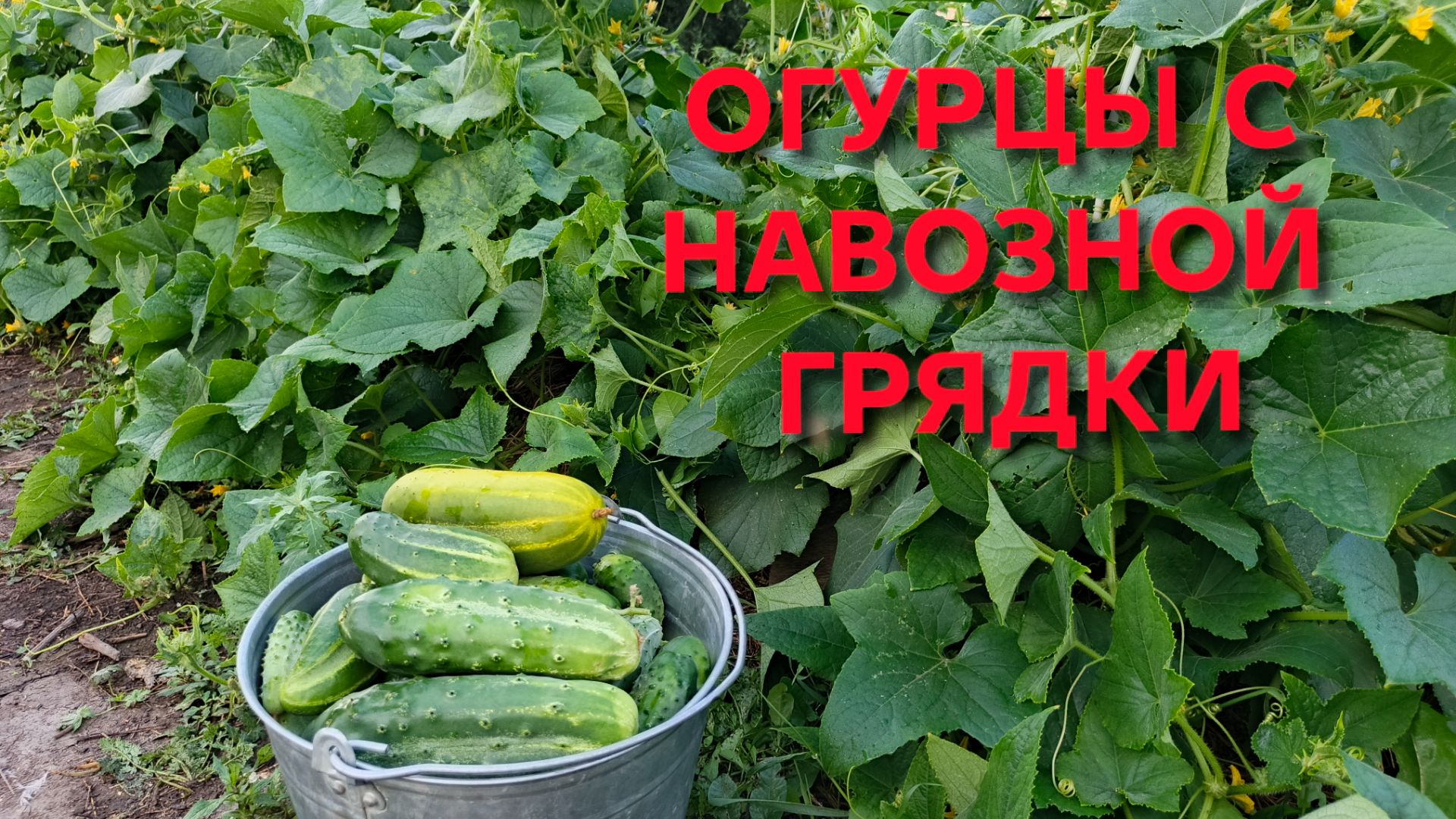 Сад и огород