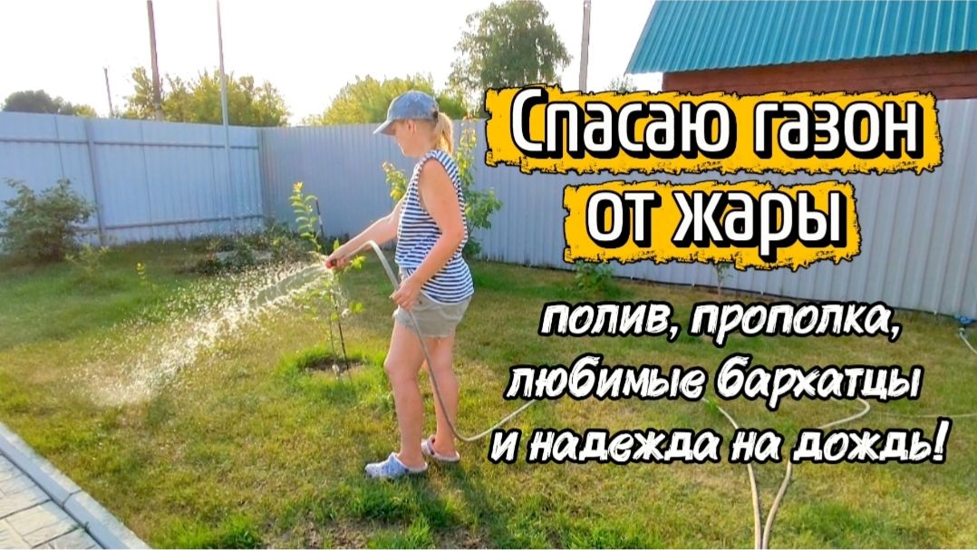 Спасаю газон от жары. Полив, прополка, любимые бархатцы и надежда на дождь!