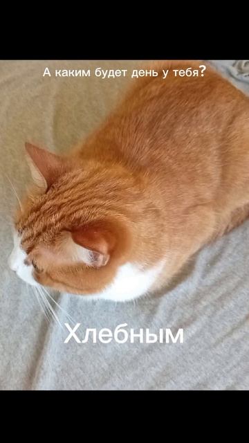 Рандом