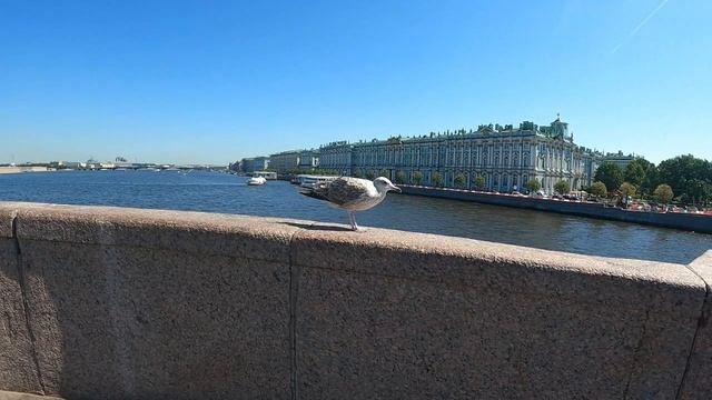 Символ Невы снимаем чайку в Петербурге