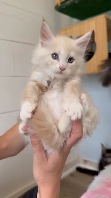 Кошка родила восемь котят, но на последнем, кажется, у природы кончилась краска