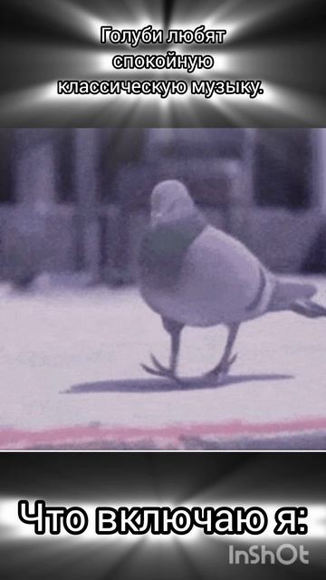 Это шутка, не бойтесь за голубя