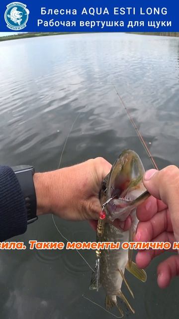 Ловля щуки на серебристую вертушку AQUA Esti Long-2