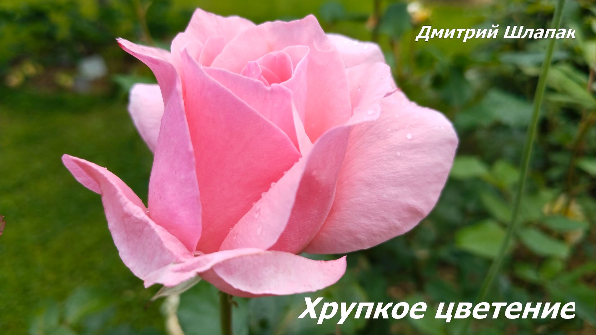 Хрупкое цветение. Дмитрий Шлапак