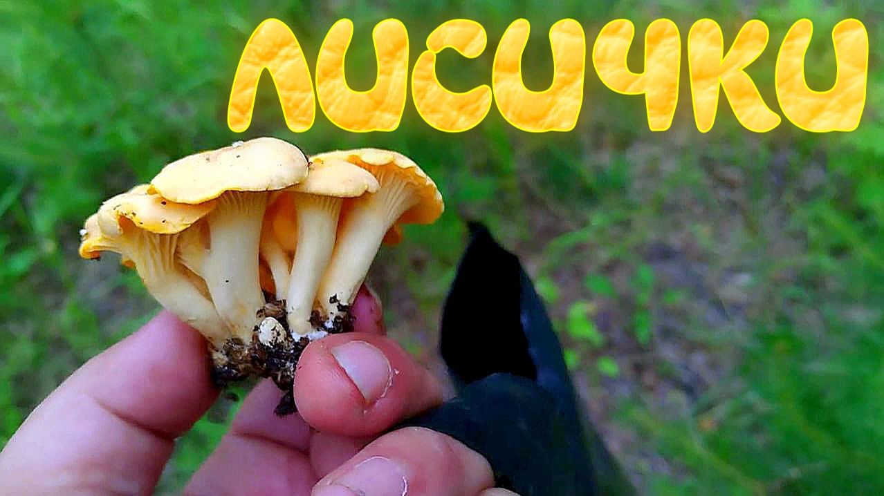 ЛИСИЧКИ