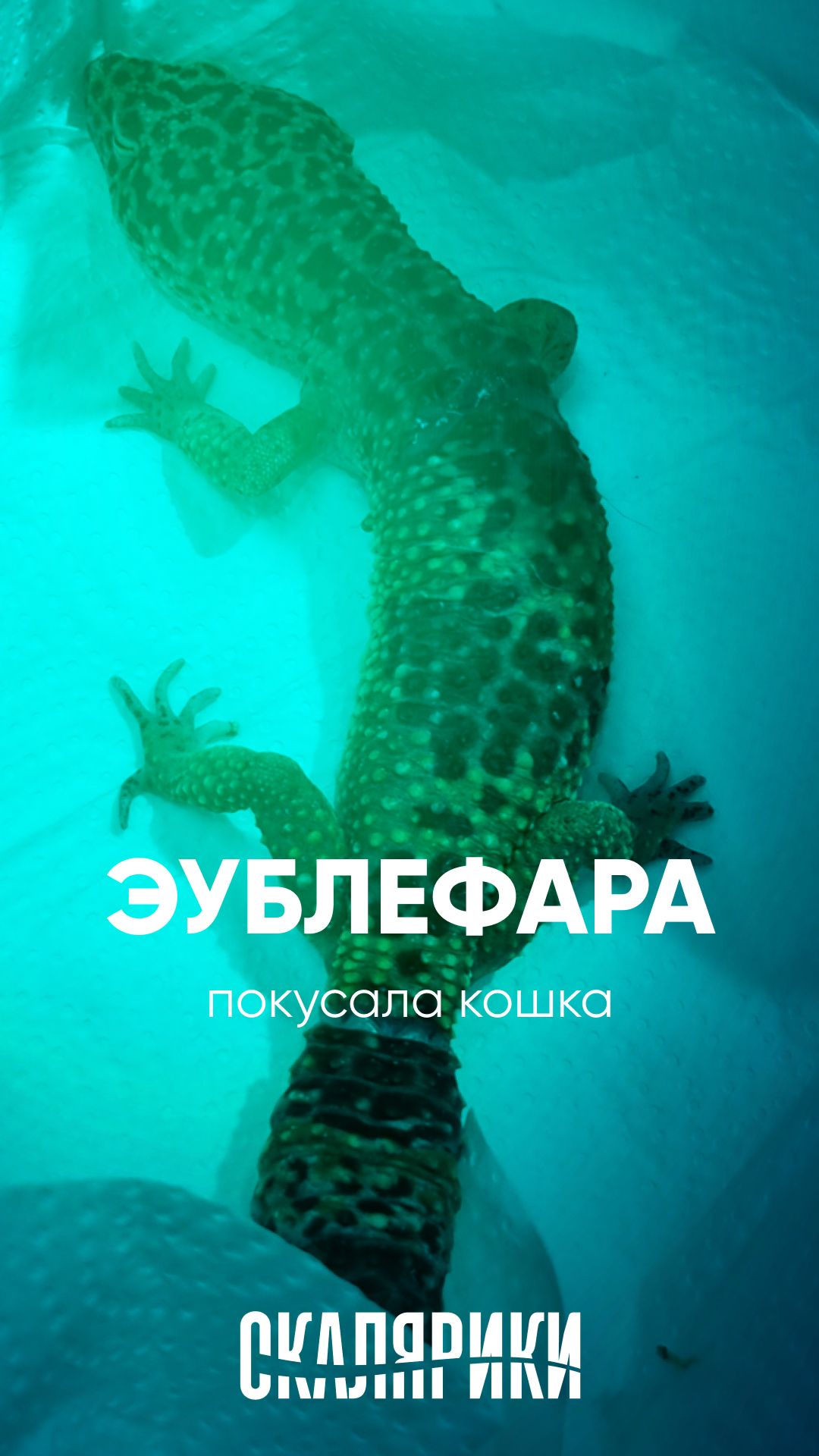 Акваблог