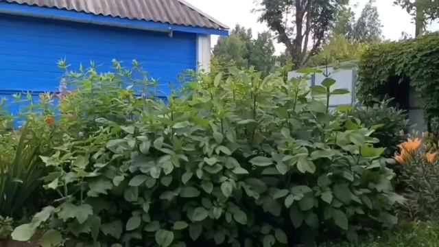 12 июля2026 в саду