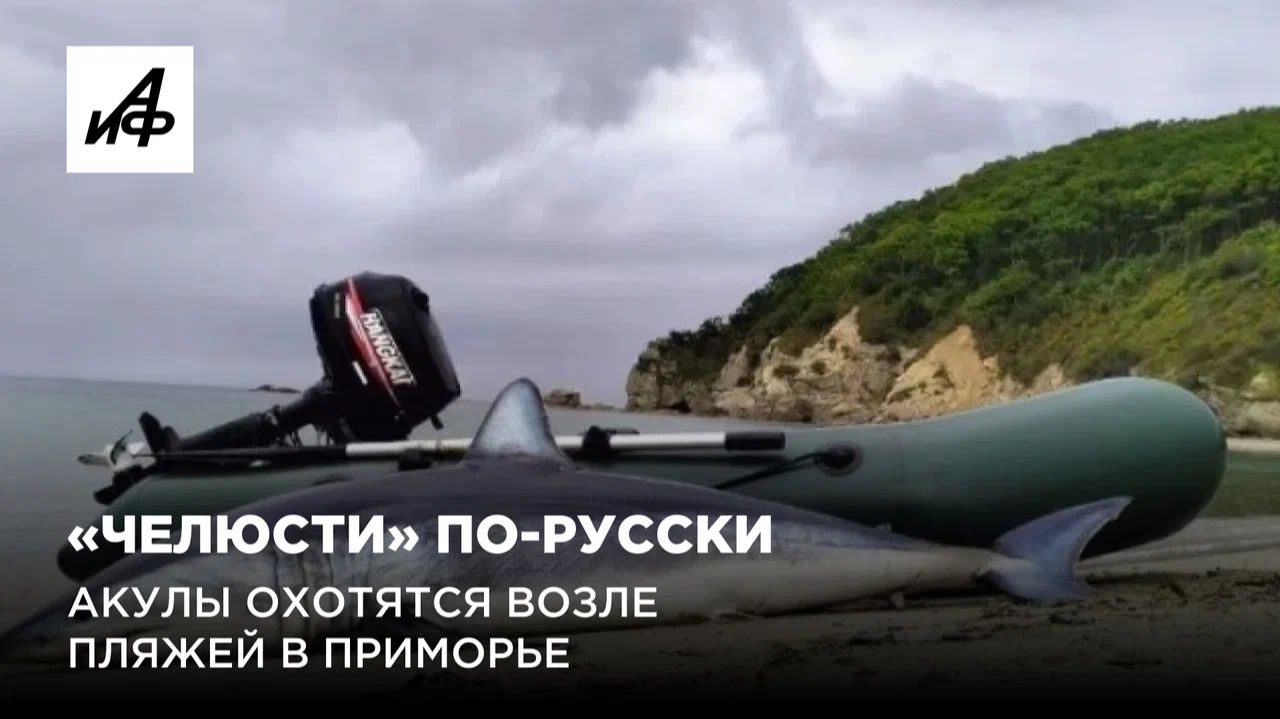 «Челюсти» по-русски. Акулы охотятся возле пляжей в Приморье