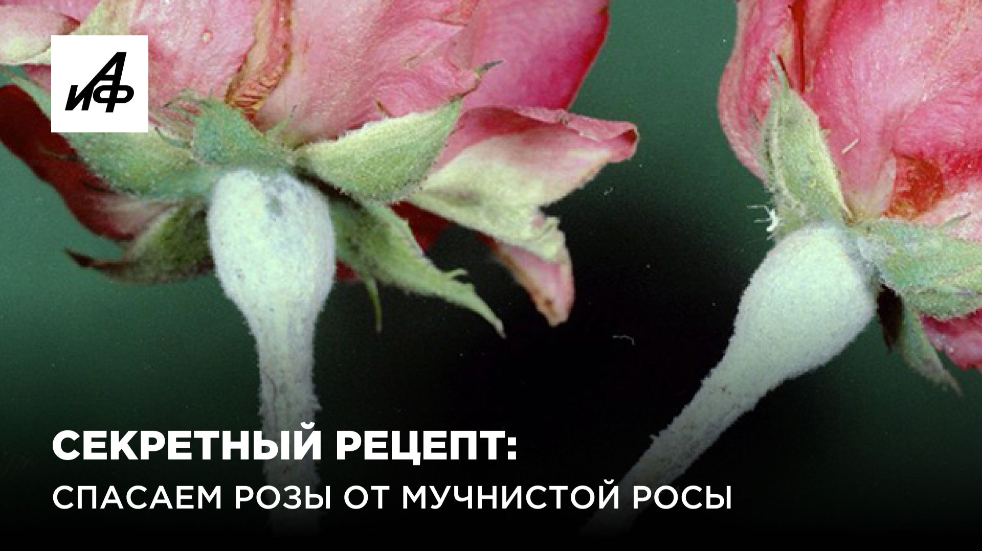 АиФ. На даче