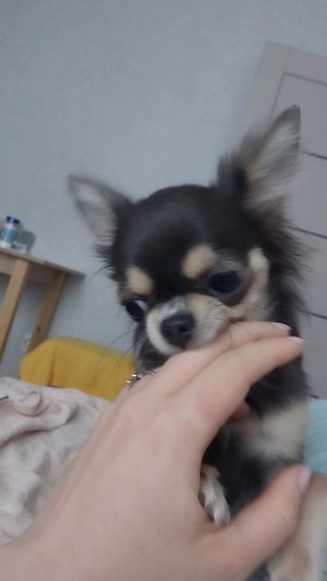 Боня