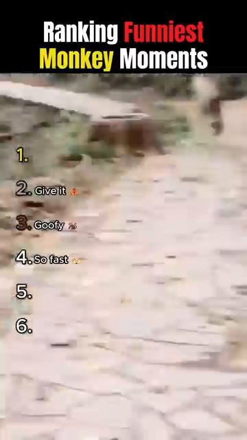 Кто устроил цирк в джунглях 😂 Эти обезьяны просто бомба 🙉 2026