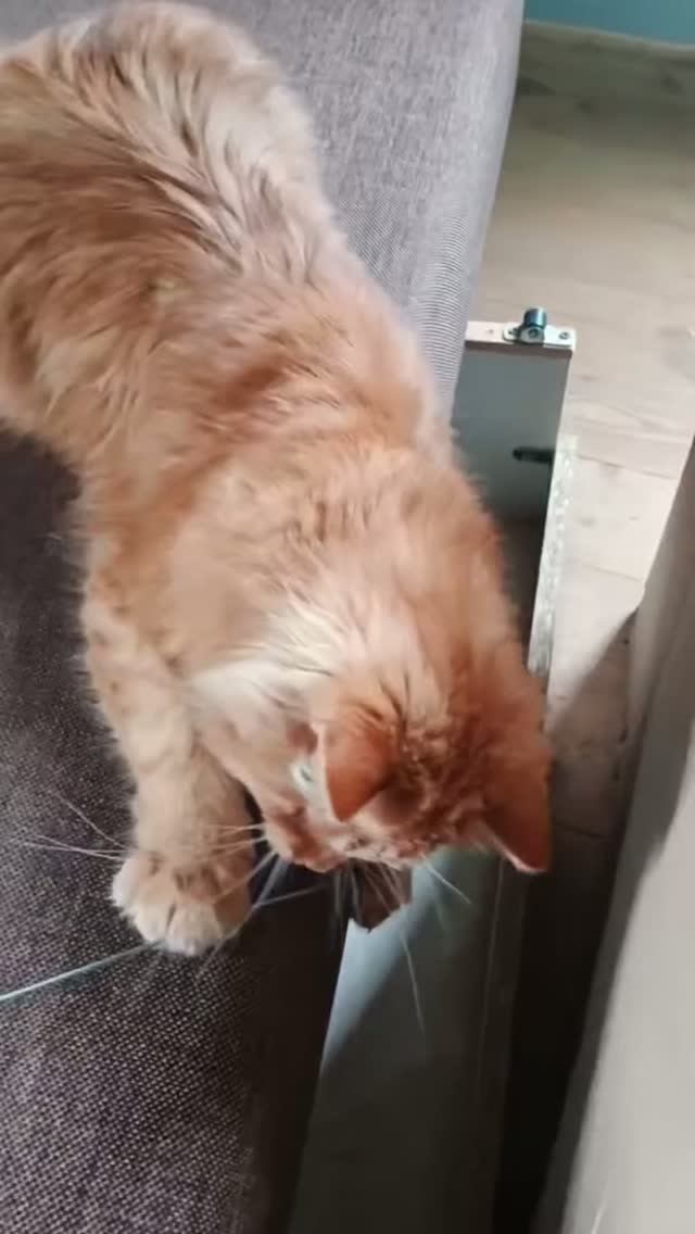 Котенок Альф