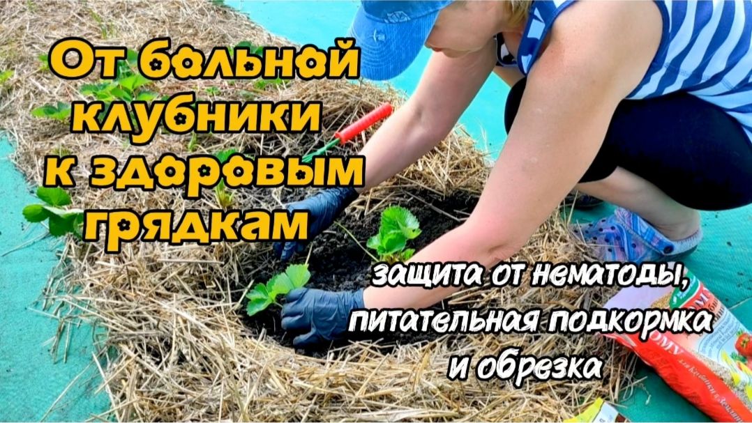 От больной клубники к здоровым грядкам! Защита от нематоды, питательная подкормка и обрезка.