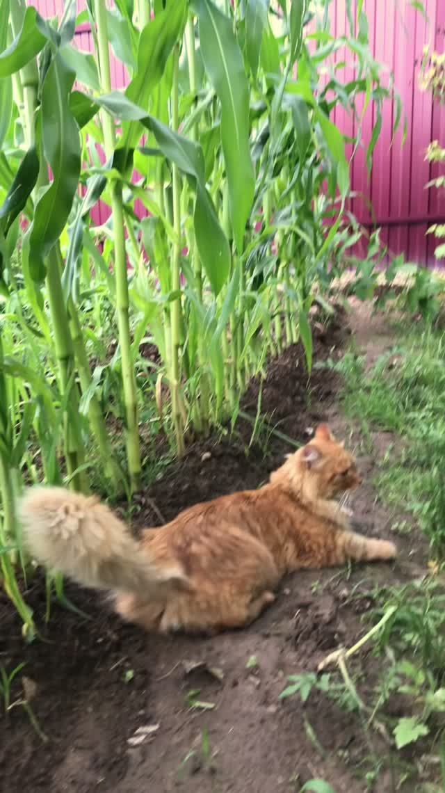 Кто помнит куколки из початков 🌽 Альфушка и Ричик