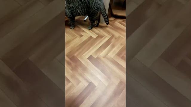 кот играет в футбол 🏈