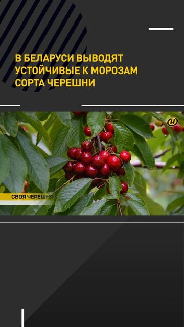 В Беларуси выводят устойчивые к морозам сорта черешни
