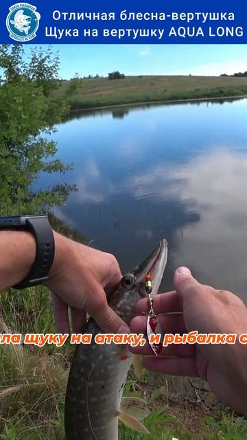Щука на вертушку AQUA LONG. Поклевка прямо у берега