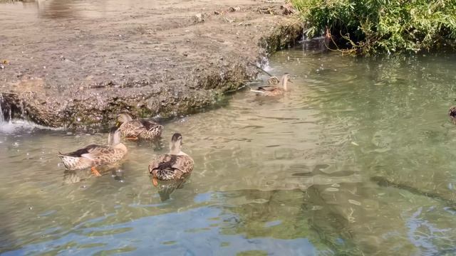 Лапки, крылья и хвосты 🐦🦎🐢