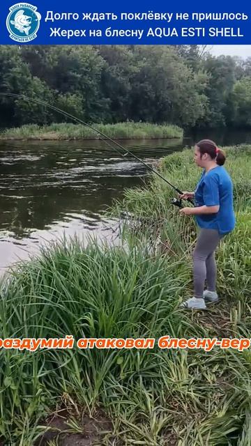 Жерех на блесну-вертушку AQUA ESTI SHELL. Яркая поклёвка
