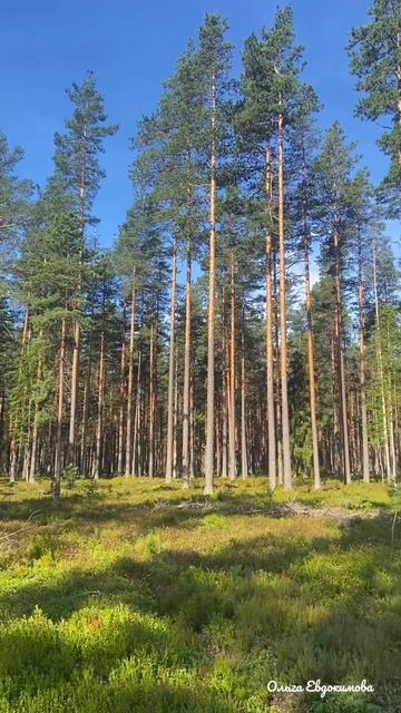 За черникой в Выборгский район. Ленинградская область