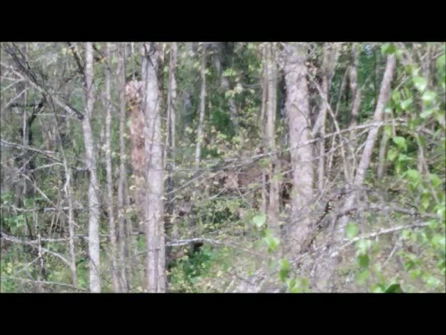 ✔Рыбалка🎣 на карасёвом🐟 пруду💧 Снова пришли лоси🦌✔