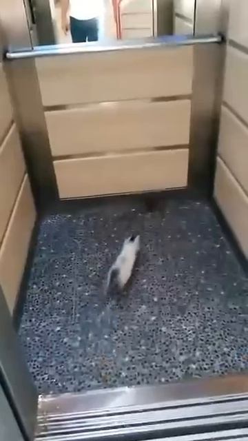 Маленький охотник