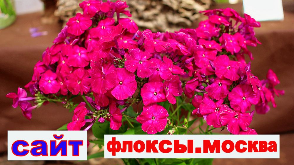 ВЫСТАВКА ФЛОКСОВ В МОСКВЕ в аптекарском огороде 2 серия.