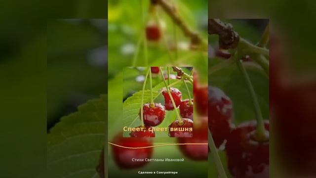 Спеет, спеет вишня...
