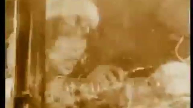 Leila K 1.mp4