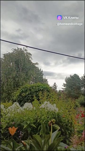 Мой сад🌸🏡❤️