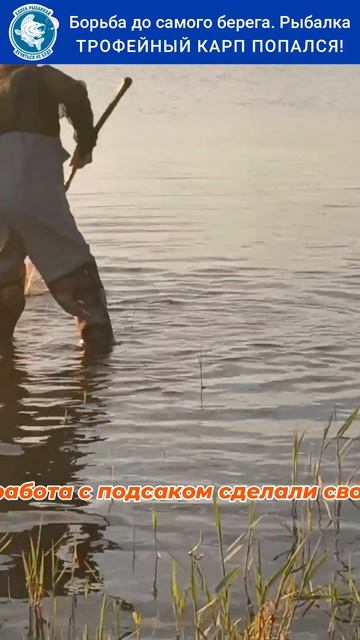 ТРОФЕЙНЫЙ КАРП! До последнего не верил, что заведём в подсак.