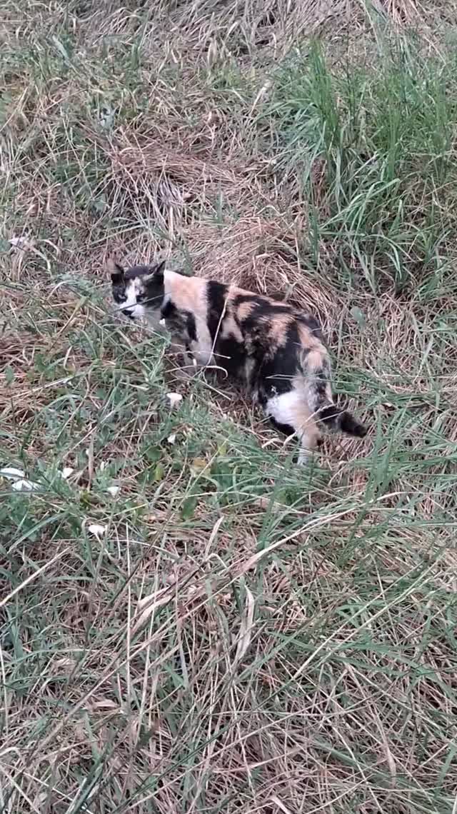 Мастер маскировки 😅 (кошка) 06.07.2026