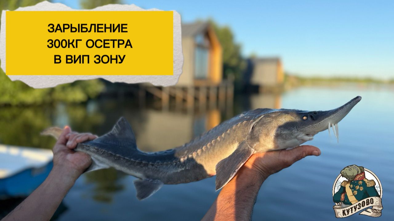Зарыбление